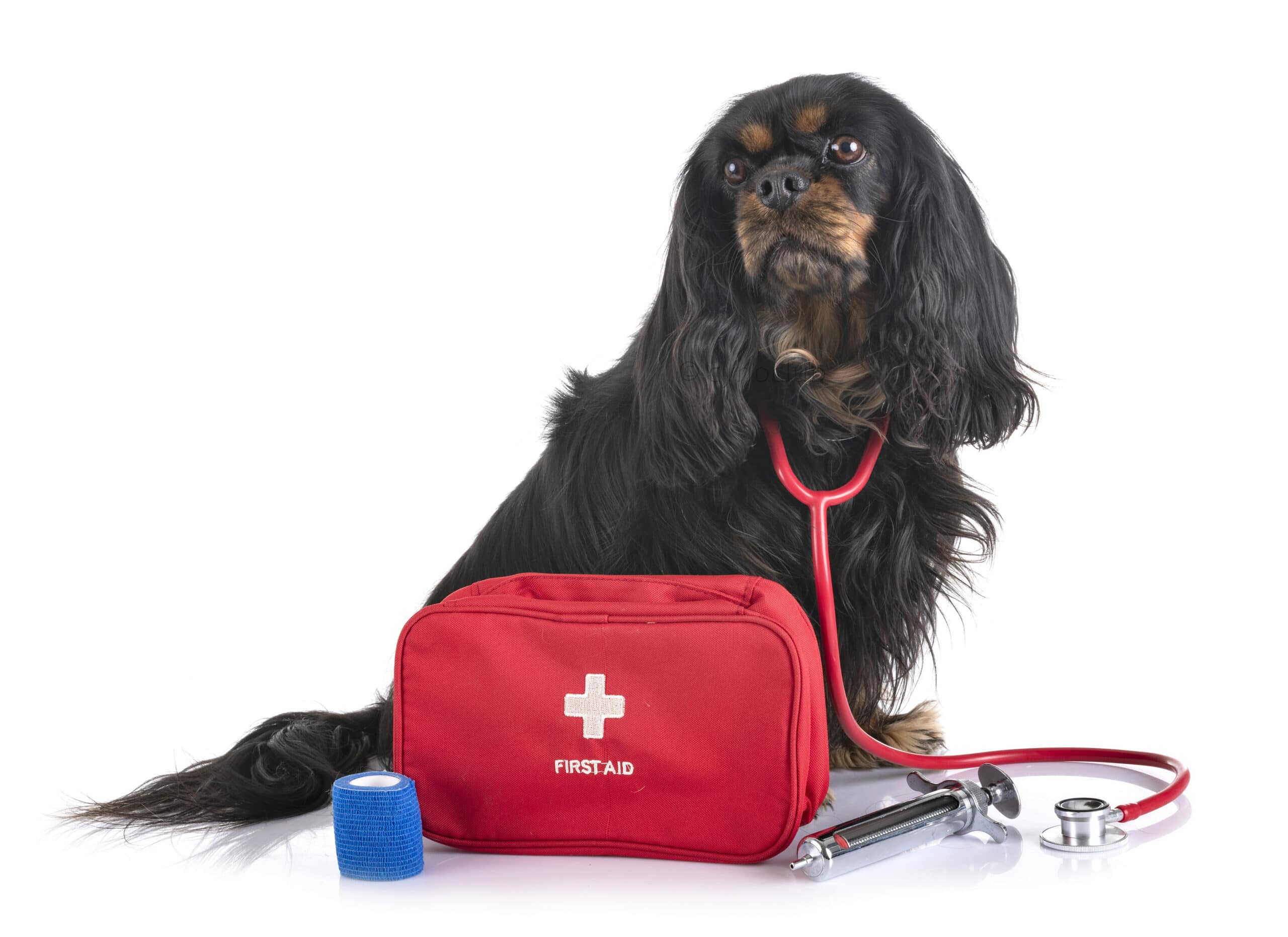 First-Aid For Dogs : Prepare For The Unexpected