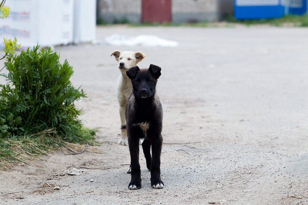 Wolf VS Dog: The History & Evolution of the Domestic Dog | FluentWoof