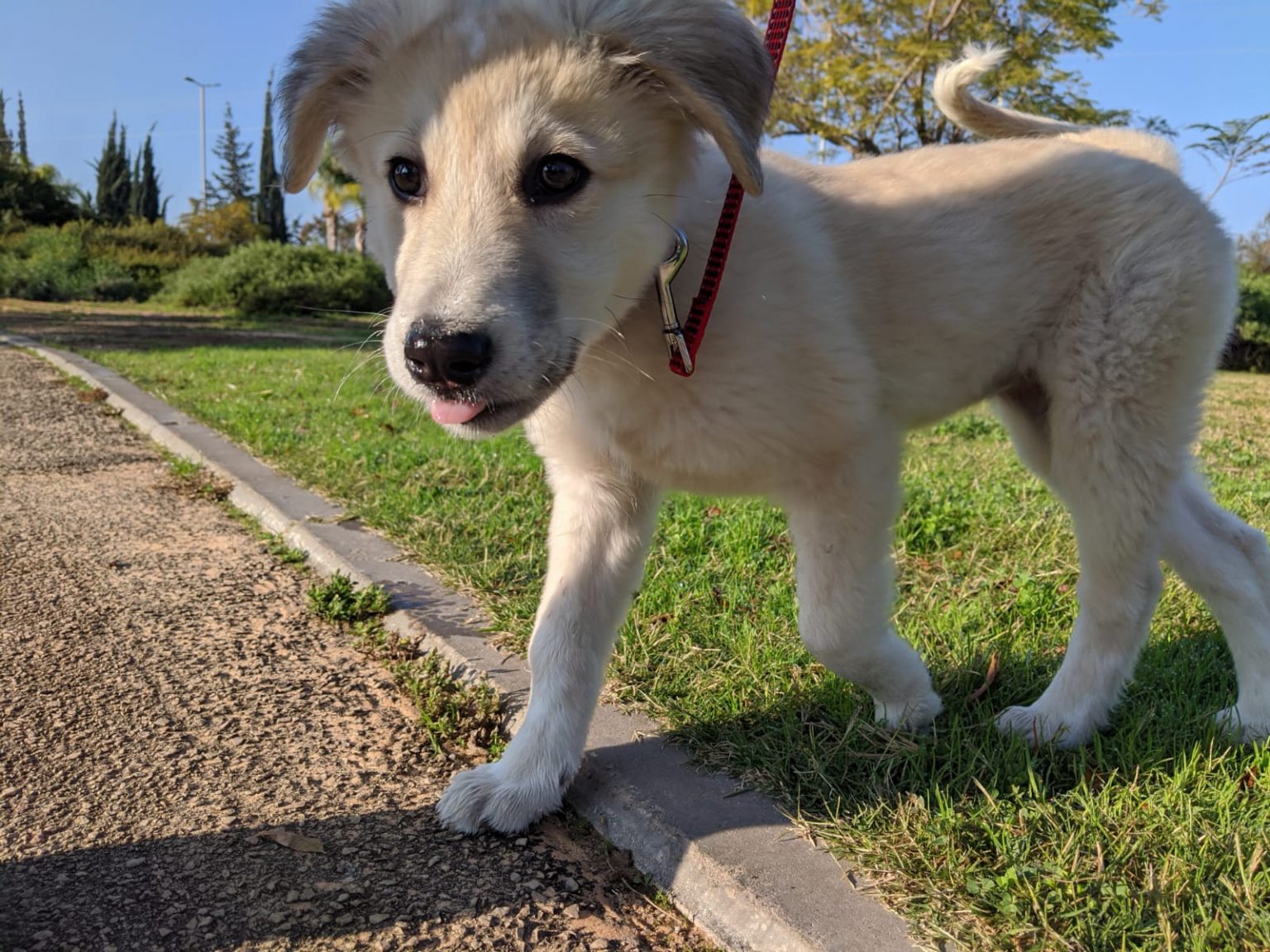 The Ultimate Dog Bucket List: 104 Fun Things to do With Your Dog