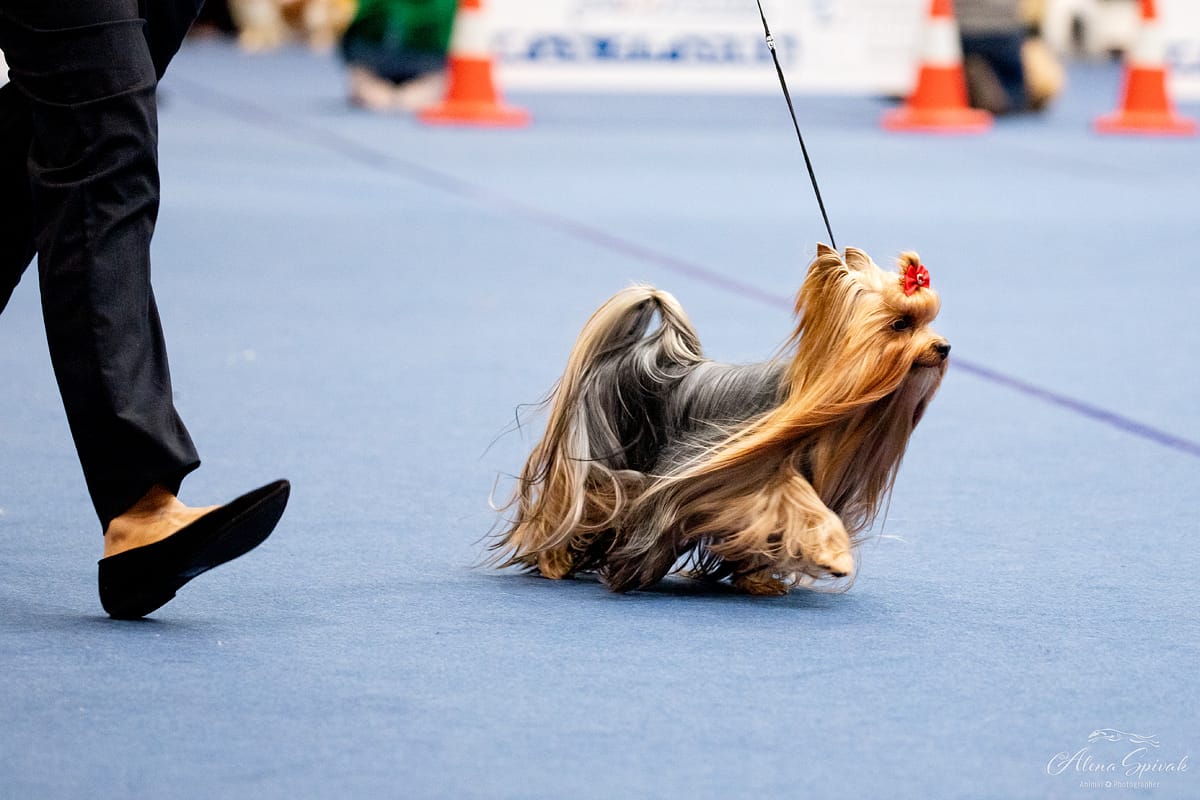 The Ultimate Dog Bucket List: 104 Fun Things to do With Your Dog