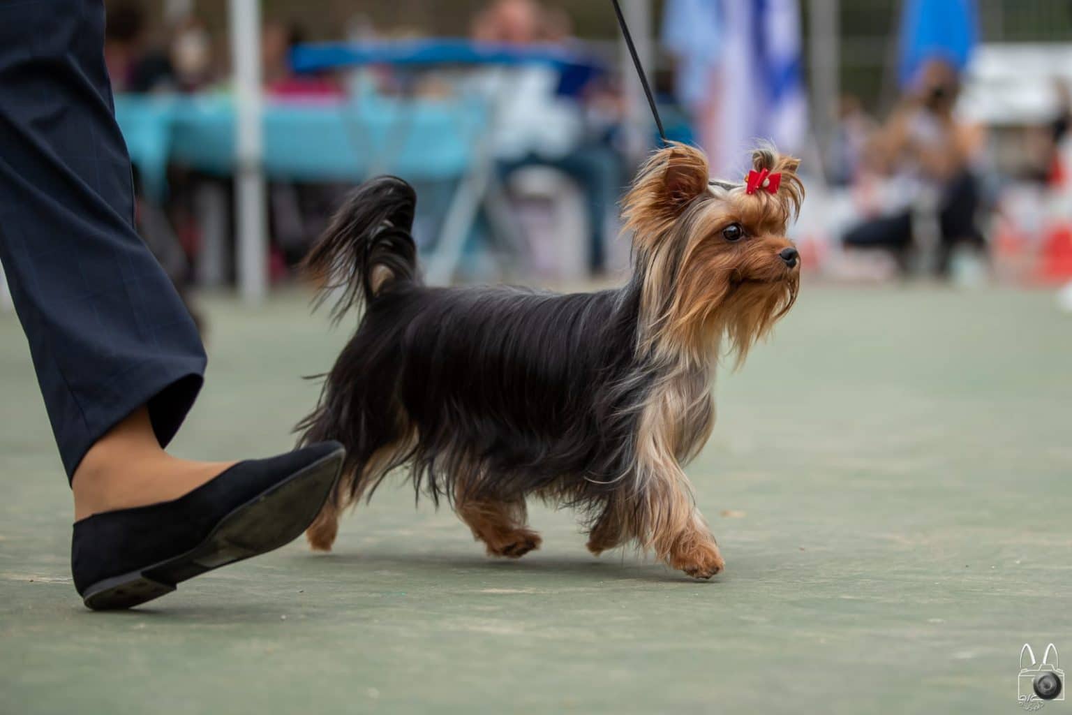 The Ultimate Dog Bucket List: 104 Fun Things to do With Your Dog