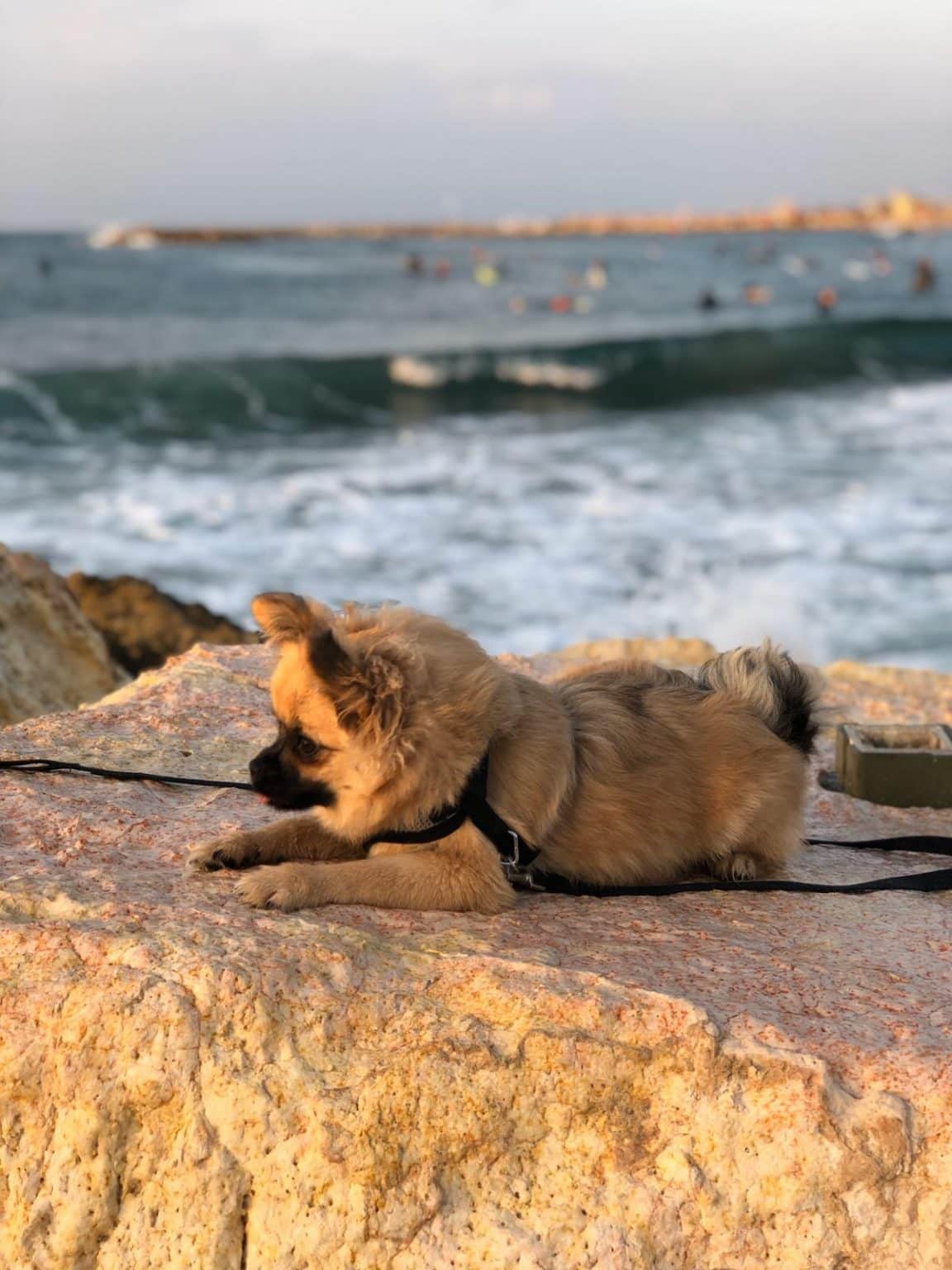 The Ultimate Dog Bucket List: 104 Fun Things to do With Your Dog