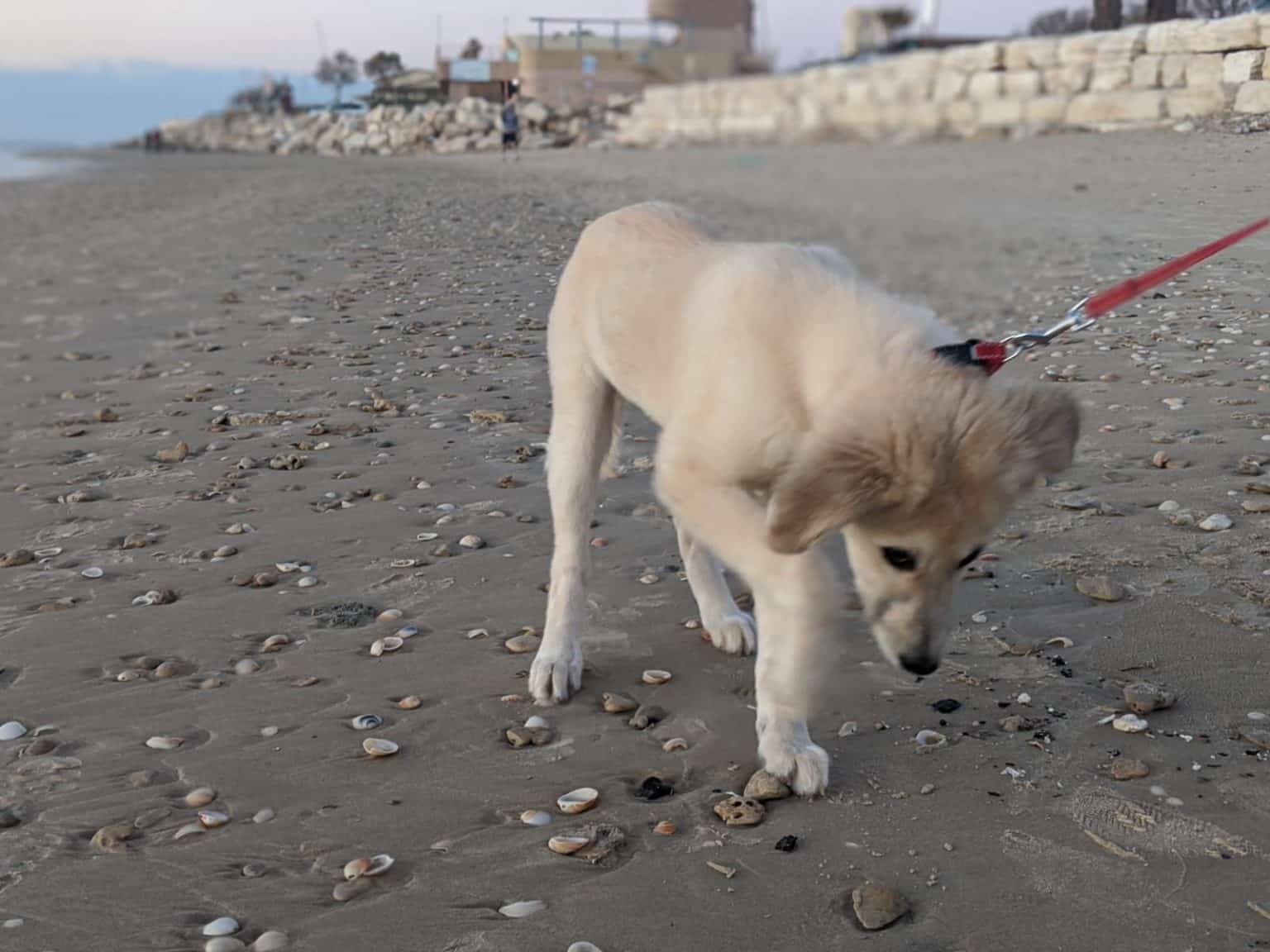 The Ultimate Dog Bucket List: 104 Fun Things to do With Your Dog