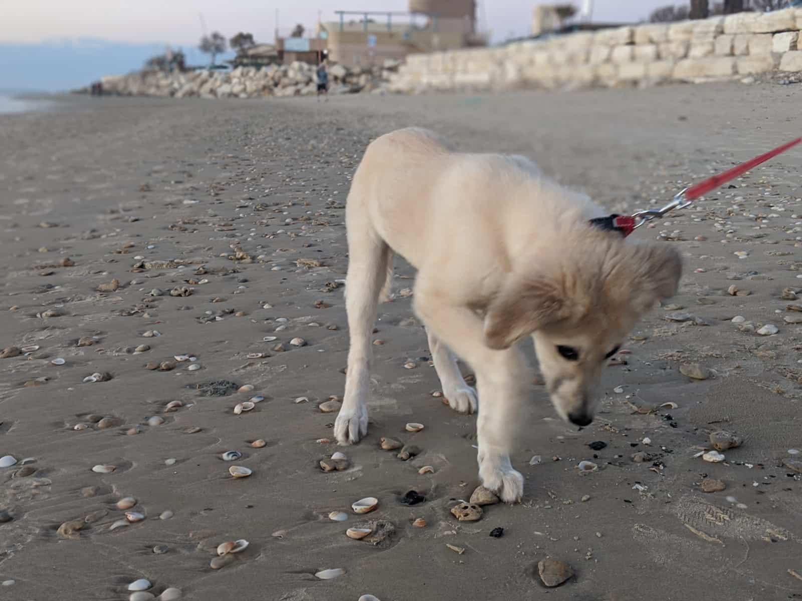 The Ultimate Dog Bucket List: 104 Fun Things to do With Your Dog