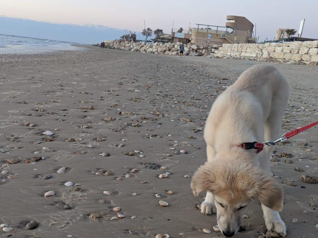 The Ultimate Dog Bucket List: 104 Fun Things to do With Your Dog