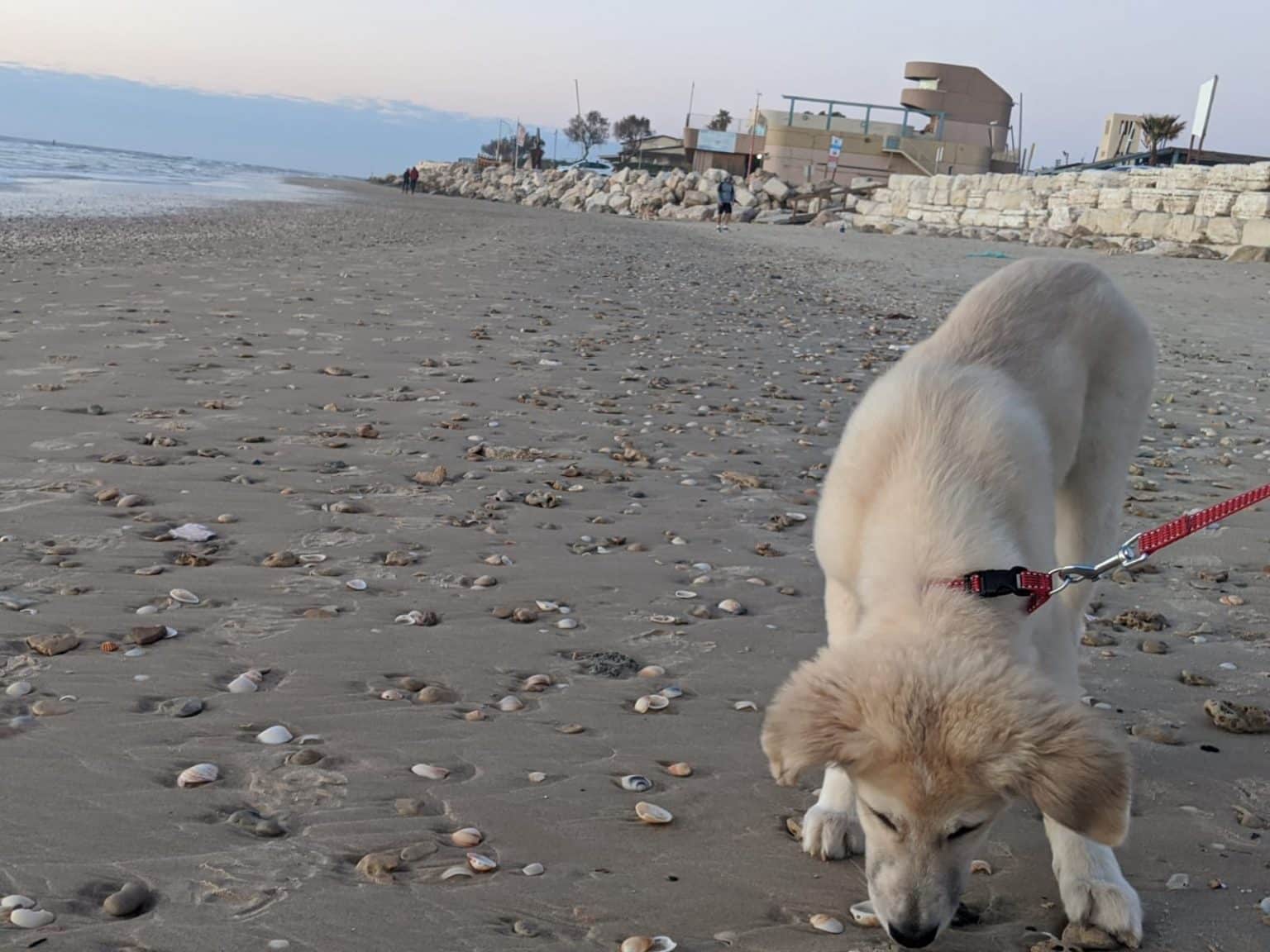 The Ultimate Dog Bucket List: 104 Fun Things to do With Your Dog