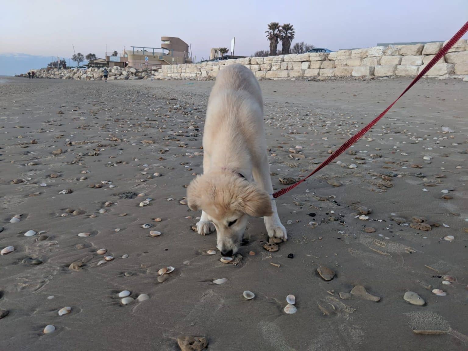 The Ultimate Dog Bucket List: 104 Fun Things to do With Your Dog