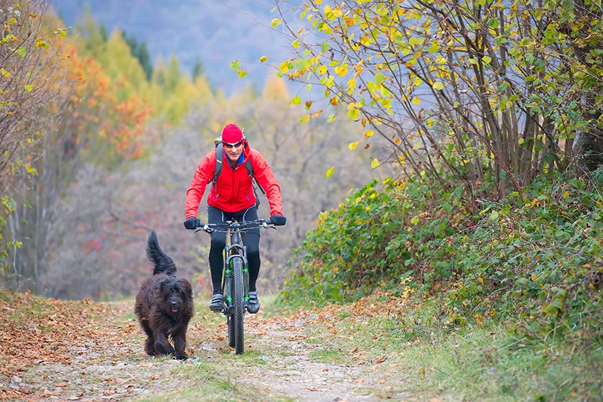 The Ultimate Dog Bucket List: 104 Fun Things to do With Your Dog