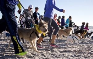 The Ultimate Dog Bucket List: 104 Fun Things to do With Your Dog