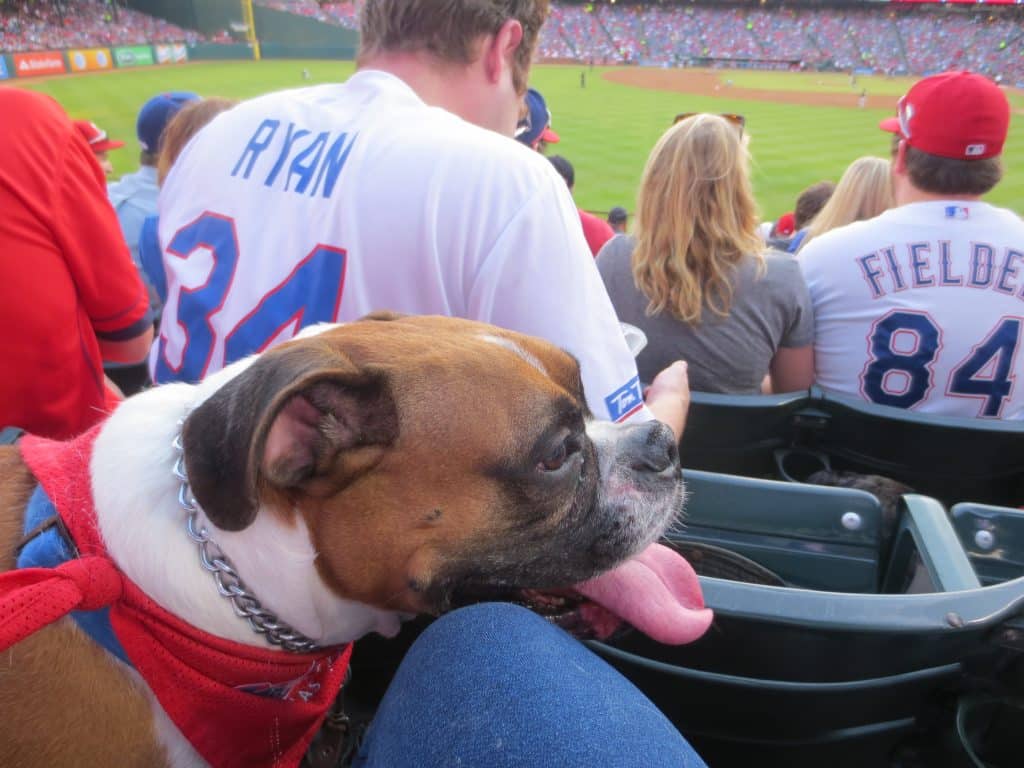The Ultimate Dog Bucket List: 104 Fun Things to do With Your Dog