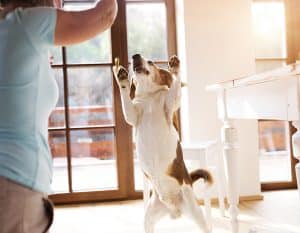 The Ultimate Dog Bucket List: 104 Fun Things to do With Your Dog