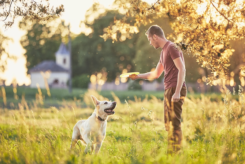 The Ultimate Dog Bucket List: 104 Fun Things to do With Your Dog
