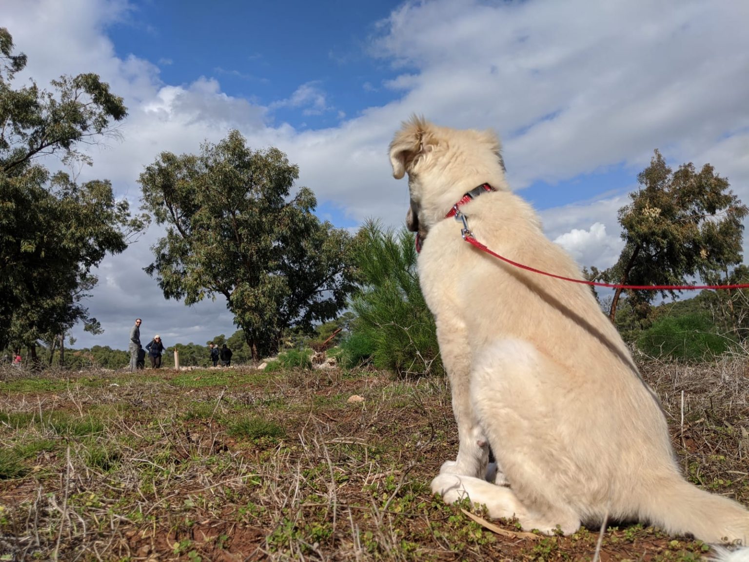 The Ultimate Dog Bucket List: 104 Fun Things to do With Your Dog