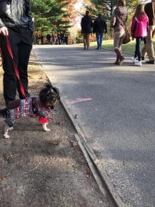 The Ultimate Dog Bucket List: 104 Fun Things to do With Your Dog