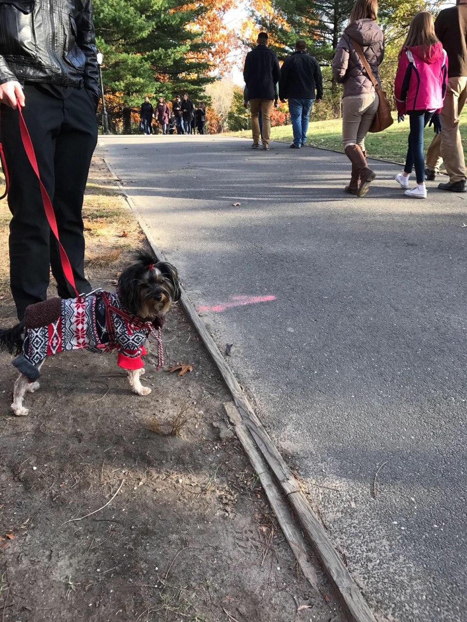 The Ultimate Dog Bucket List: 104 Fun Things to do With Your Dog