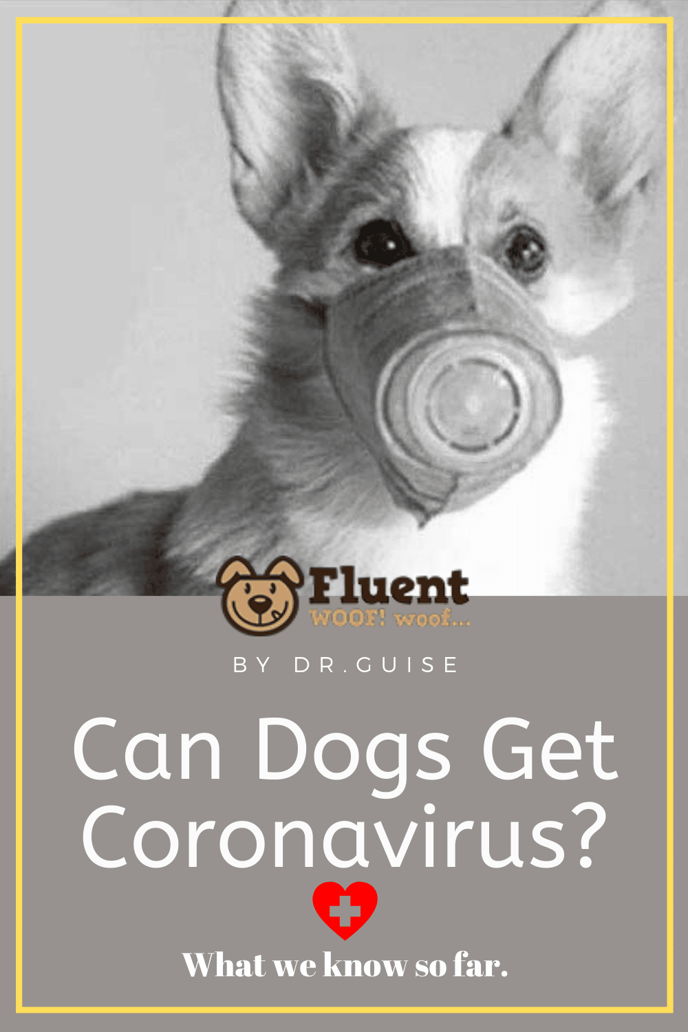Can Dogs Get Coronavirus (COVID-19)? What We Know So Far (February, 2020)