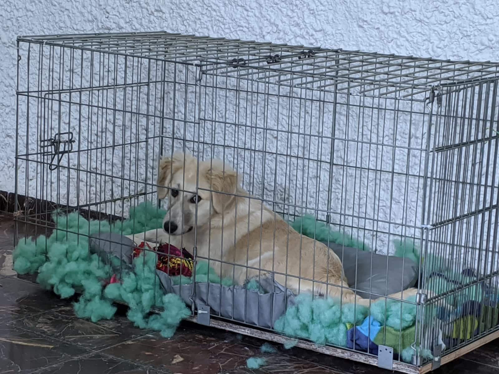 Are You Annoying Your Dog? 56 Things Dogs Hate and Like