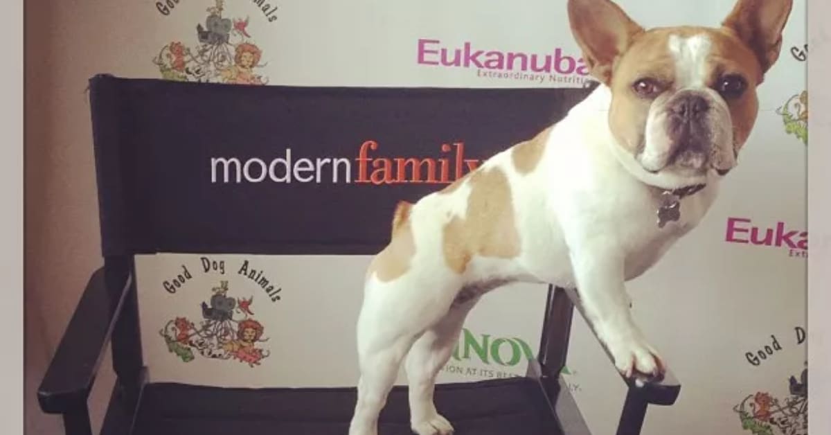 The Woof of Fame: 104 famous dogs that made us better
