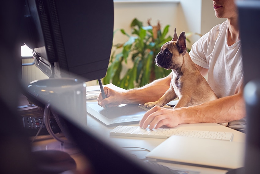 The Dog Parent Productivity Guide for Working From Home With a Dog