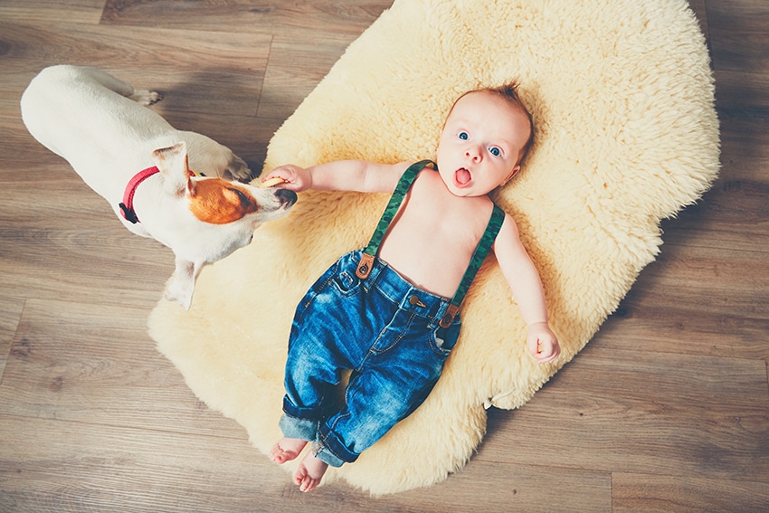 What fido tries to tell you? 100 Dog Behaviors you must know!