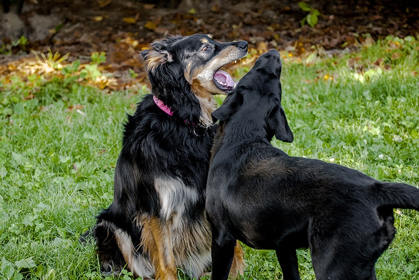 What fido tries to tell you? 100 Dog Behaviors you must know!