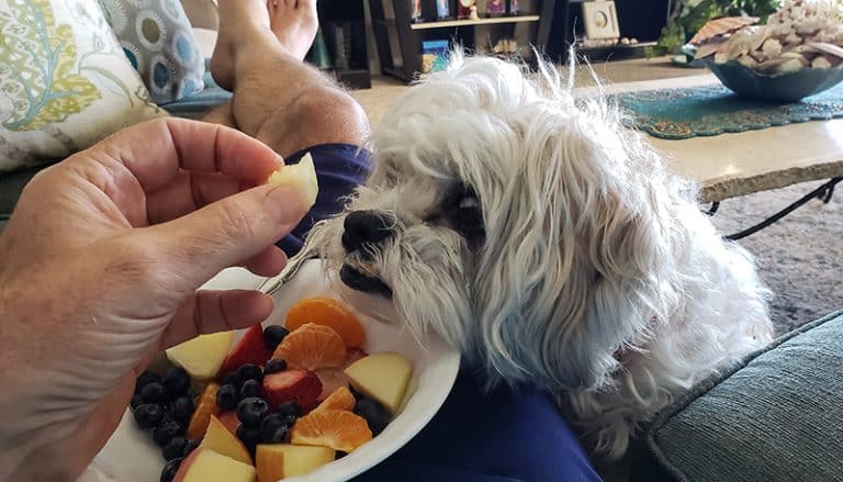 US Vet picks the 11 Best Low-Carb Dog Foods in 2024