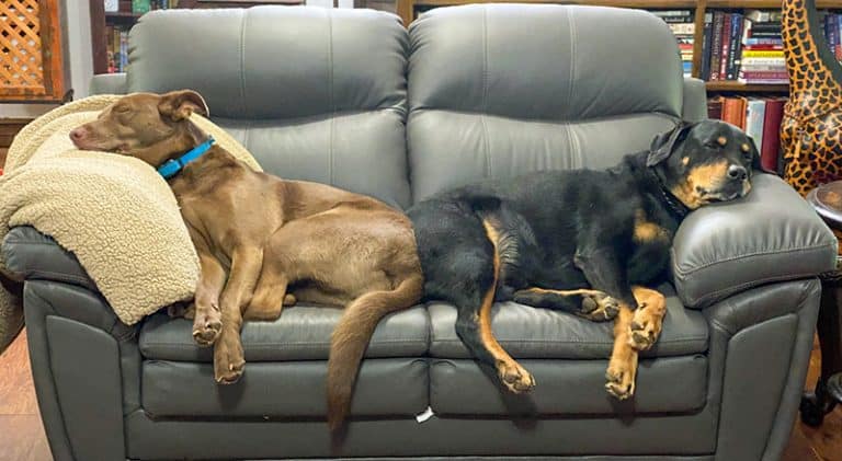 The 11 Best Extra Large XL Dog Crates for Giant & Big Dogs