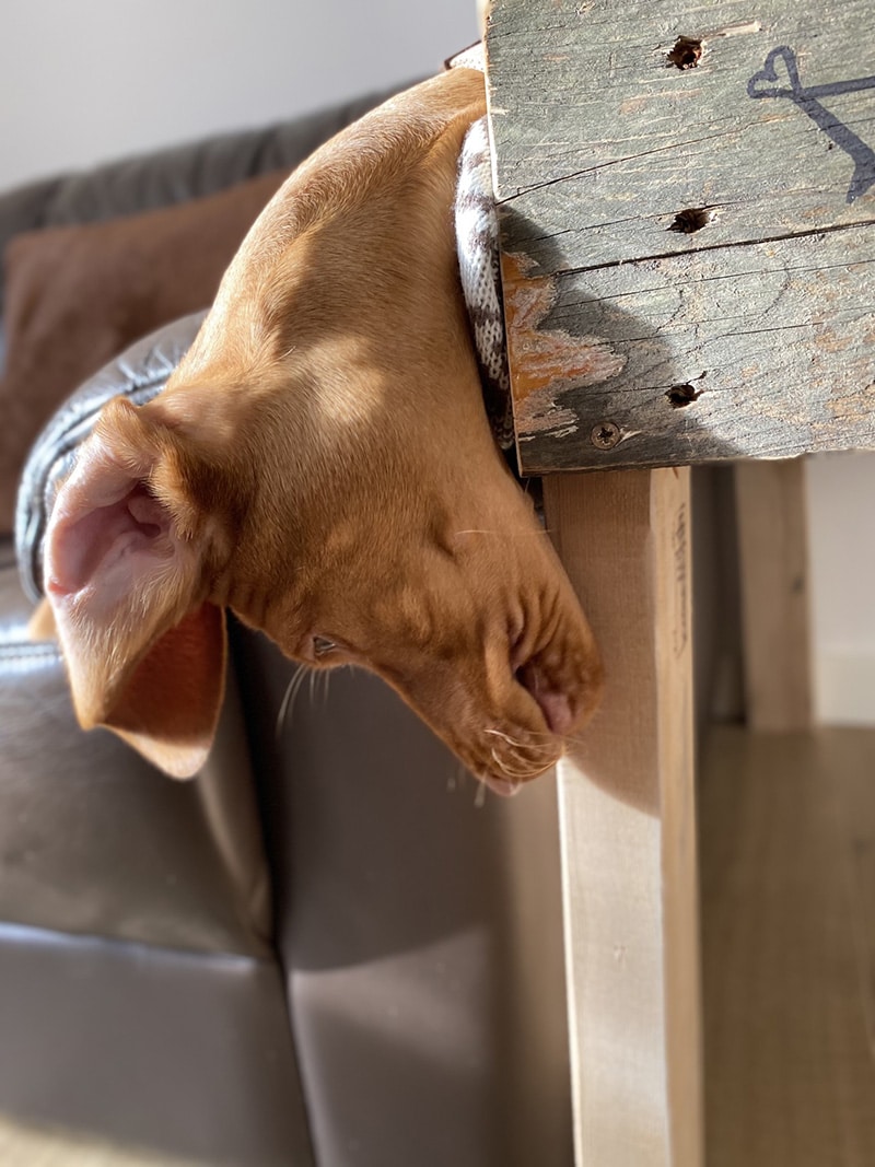 The 6 Best Dog Bunk Beds of 2025