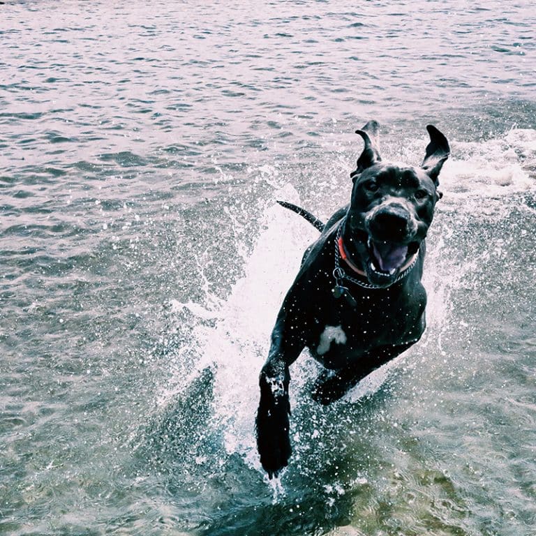 The 12 Best Extra Large XL Dog Collars for Giant & Big Dogs