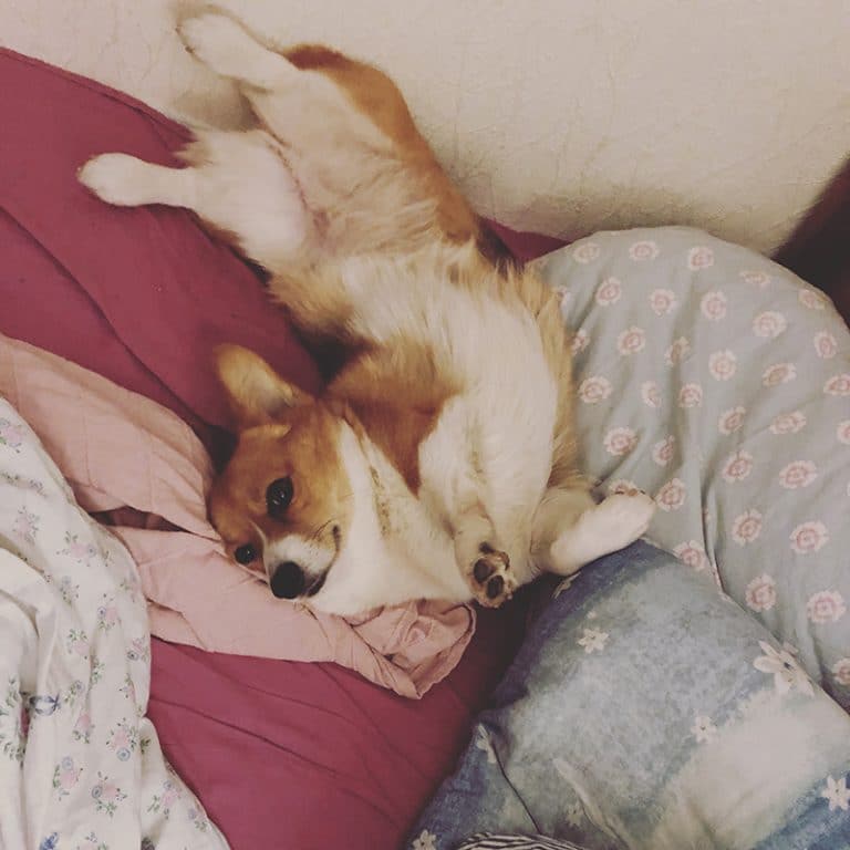 Dog Proof Bedding: The 15 Best Comforters of 2025