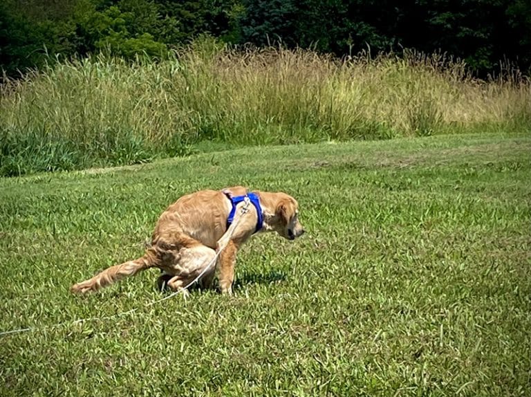 Can Dogs Express Their Own Anal Glands? (Vet Explains)