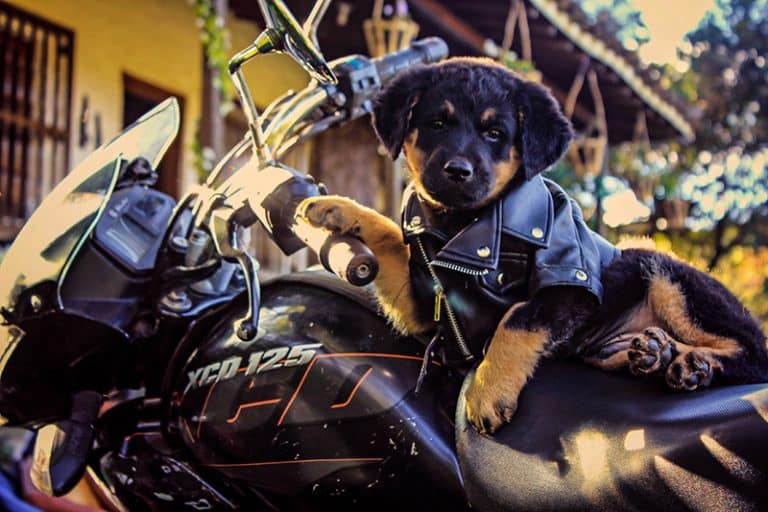 The 7 Best & Safest Motorcycle Dog Carriers of 2025