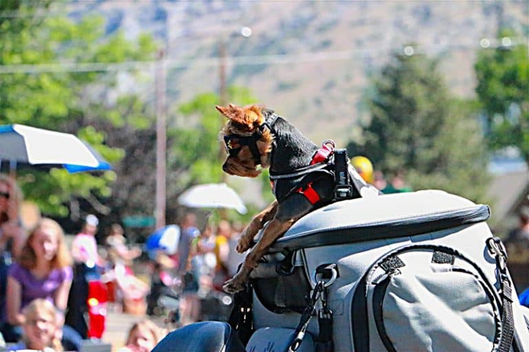 The 7 Best & Safest Motorcycle Dog Carriers of 2025