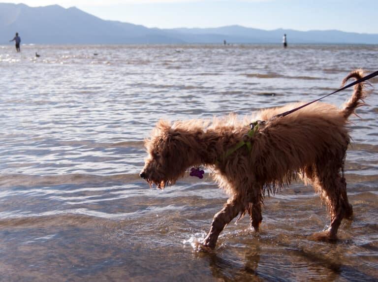 15 Dog-Friendly Beaches in South Lake Tahoe CA Your Fur Buddy Will Love