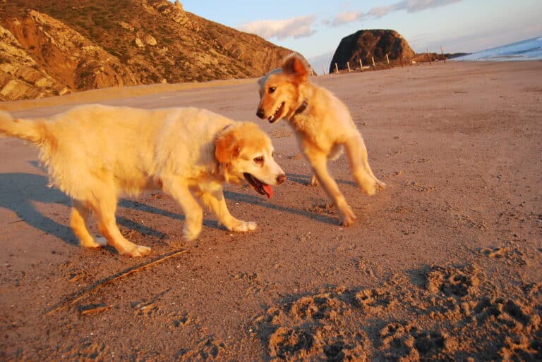 15 Fun things to do with your dog in Malibu