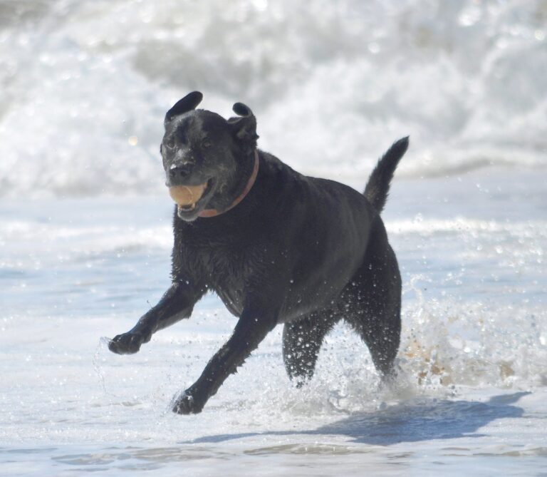 15 Fun-Tastic Beaches in Half Moon Bay, CA, that Your Dog Will Love