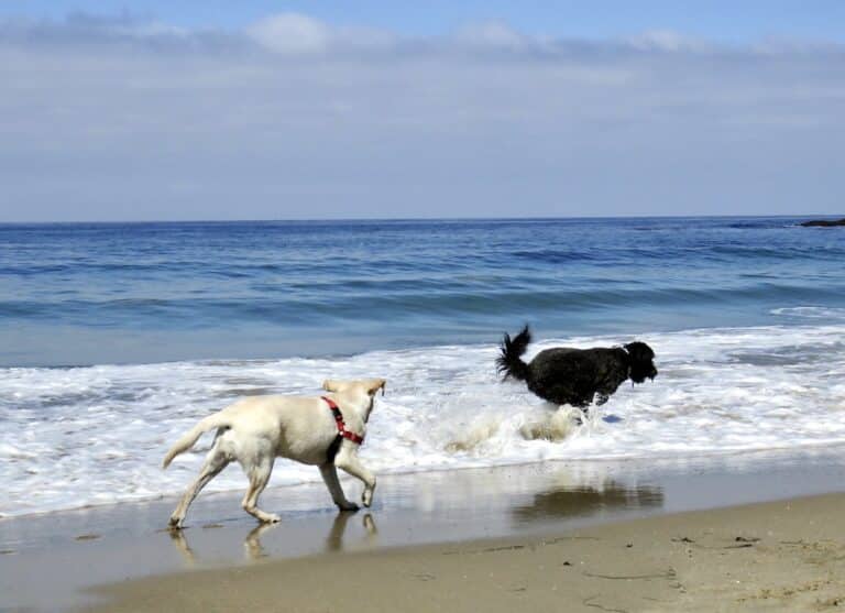 15 Beaches That Your Fur Baby Will Love in Laguna Beach CA