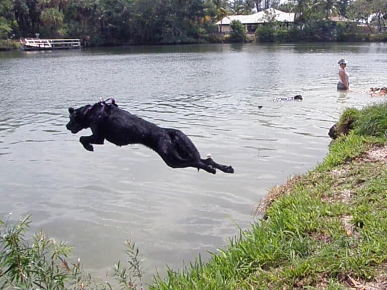 15 Pooch-Tastic Beaches in Fort Lauderdale, Florida You and Your Pup ...