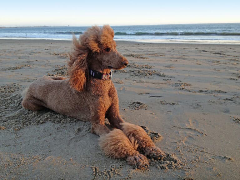 15 of the Best Dog-Friendly Beaches in Ventura, CA You Have to Visit