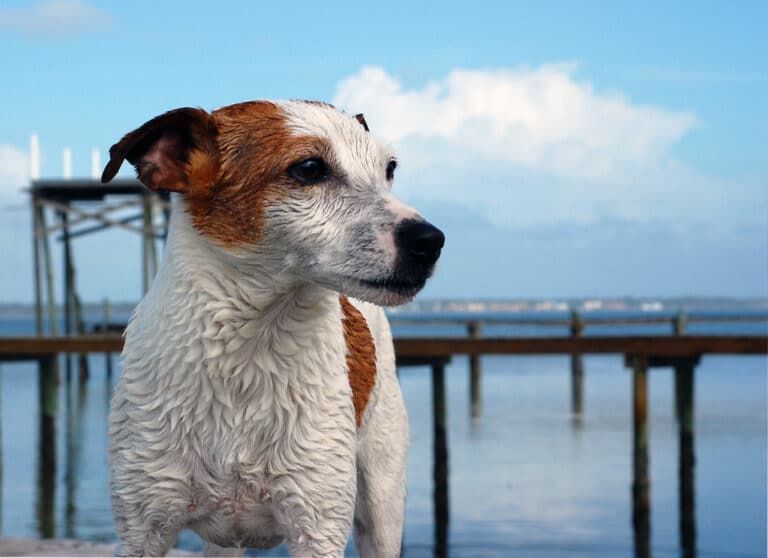 15 of the most Pawpular Dog-friendly Beaches in Pensacola FL