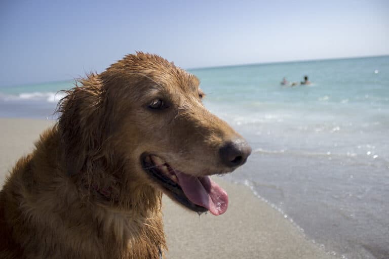 15 Perfectly Pup-Friendly Beaches in Venice, FL, to Enjoy