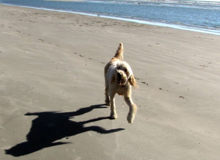 15 Top Beaches in Sullivan’s Island SC for Pups to Play