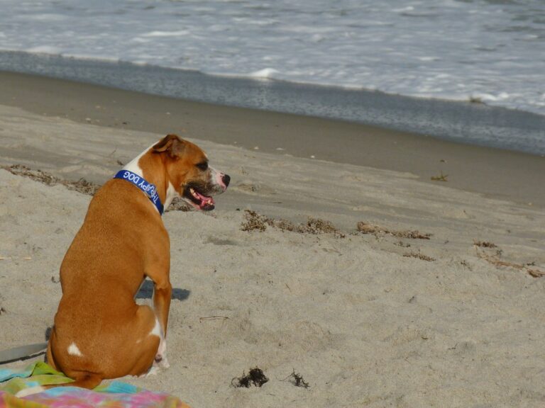15 Great Beaches for You and Your Pup to Enjoy in Cocoa Beach FL