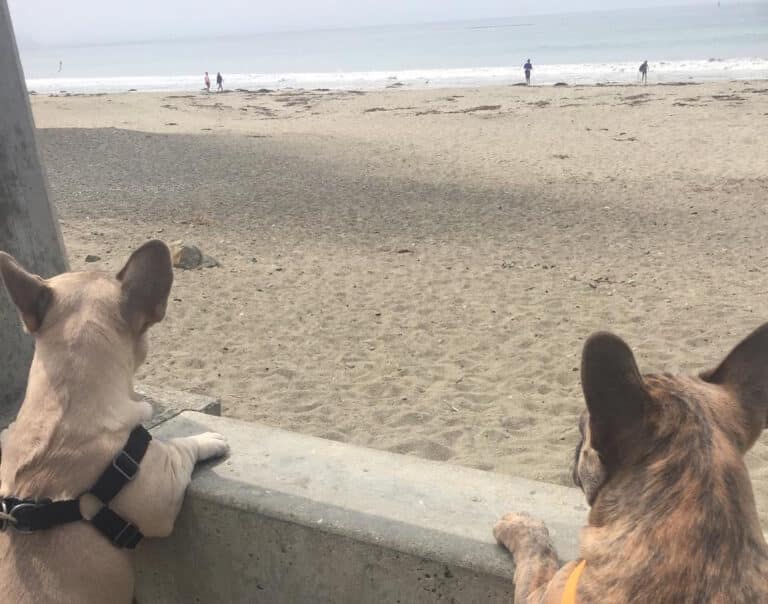 15 Awesome Dog-Friendly Beaches in Cambria, CA