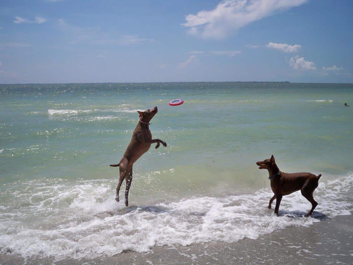 15 Best Pup-Popular Dog-Friendly Beaches in Saint Pete Beach FL
