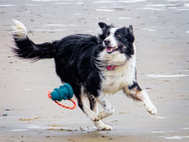 27 Pup Popular Dog-Friendly Beaches in California