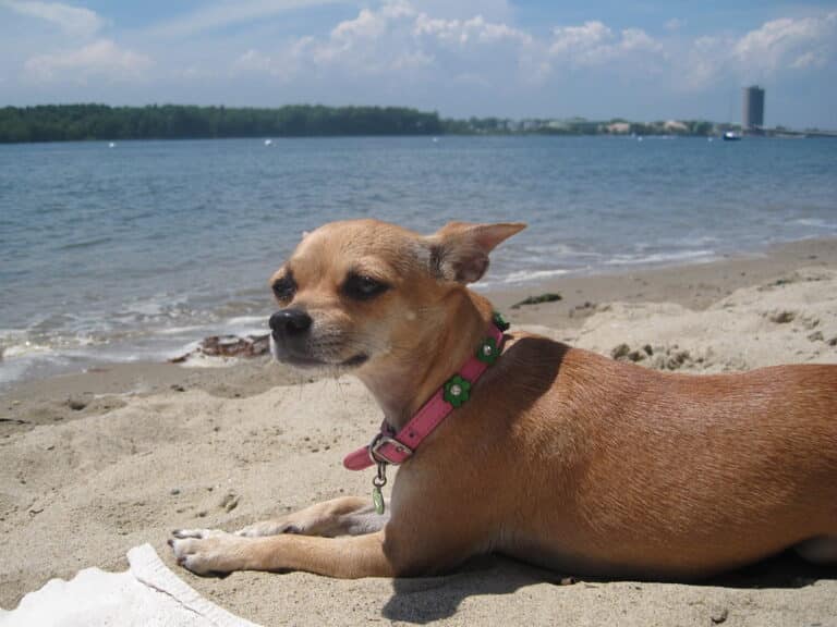 17 Pawesome Dog-Friendly Beaches in Maine to Enjoy with your Pooch