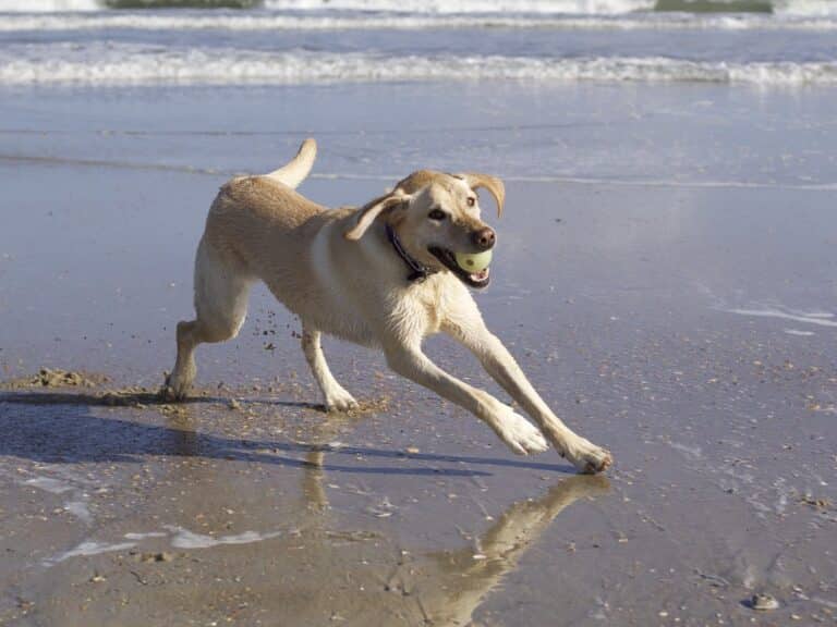 17 Awesome Dog-Friendly Beaches in North Carolina to Visit this Summer