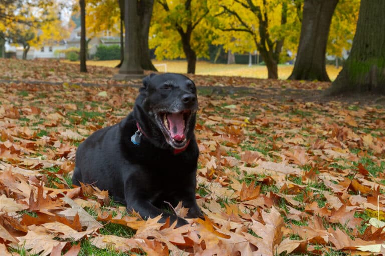 15 Pup Popular Dog Parks in Portland, Oregon