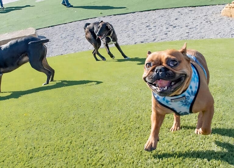 15 of the Coolest Dog-Friendly Parks in Saint Louis, Missouri